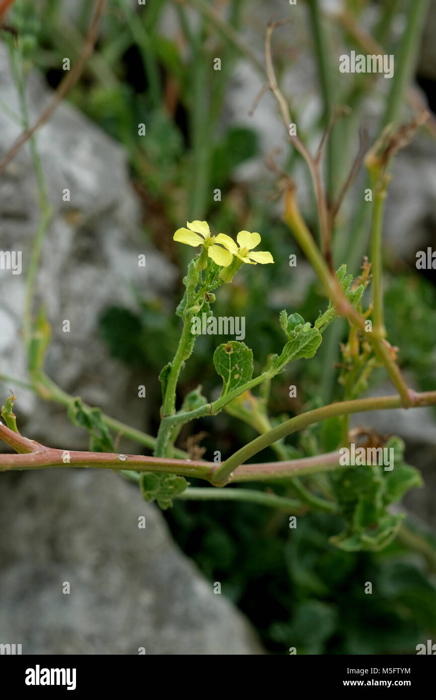 Sea radish hi-res stock photography and images - Alamy