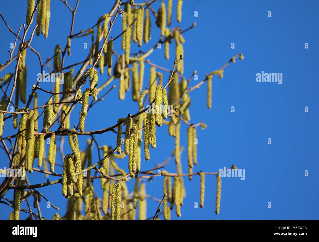 The bright yellow male catkins of the Hazel Tree (Corylus avellana ...