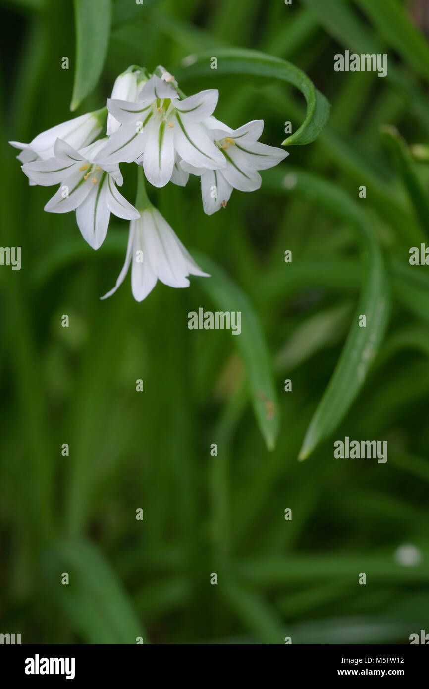 THREE CORNER GARLIC Stock Photo - Alamy