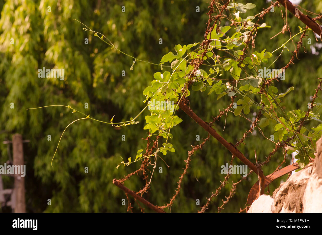 Ivy gourd on a rusty barbed wire fence, an image of ivy gourd plant ...