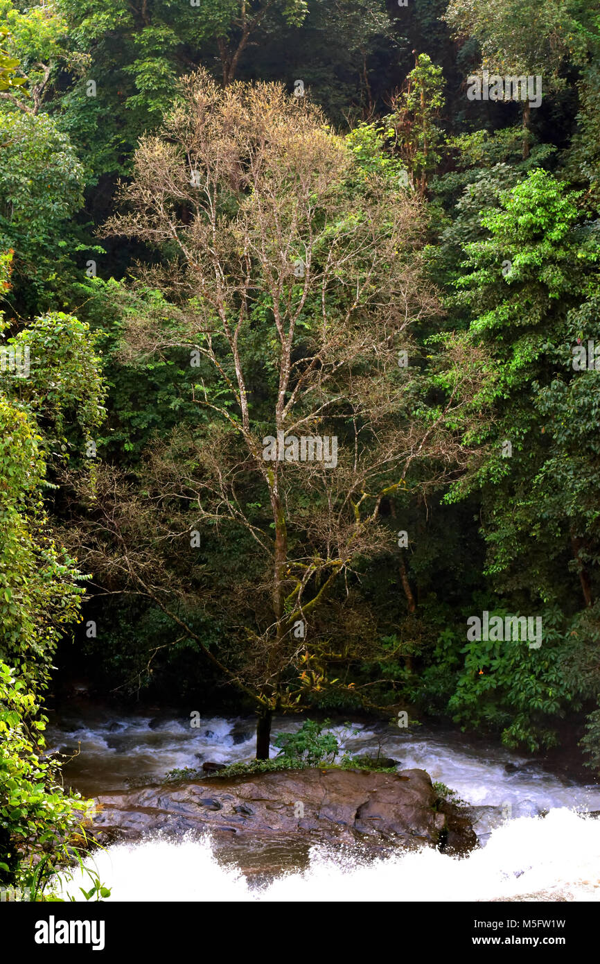 Isolated tree, one tree in a forest isolated form the other trees by ...