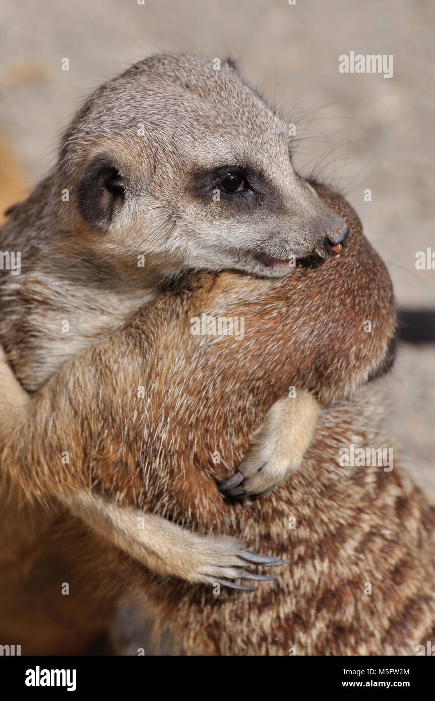 Meerkats hug hi-res stock photography and images - Alamy