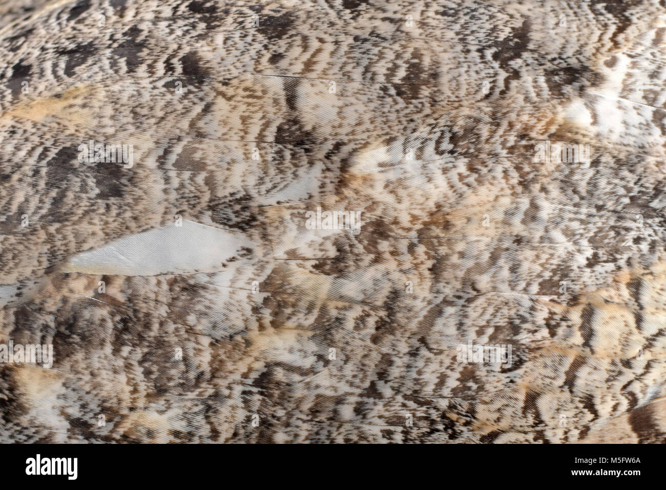 Owl feather, closeup photo of bird feather present a detail of texture ...