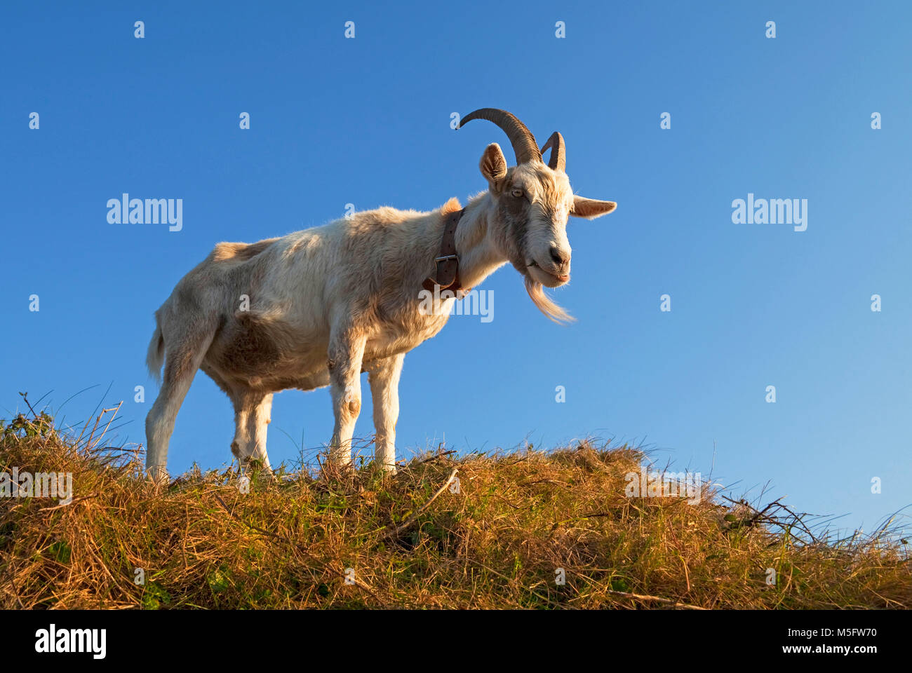 Ancient irish horns hi-res stock photography and images - Alamy