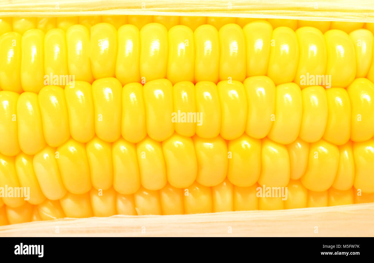 Corn seed on a corncob, a row of corn seeds that still connect on a ...