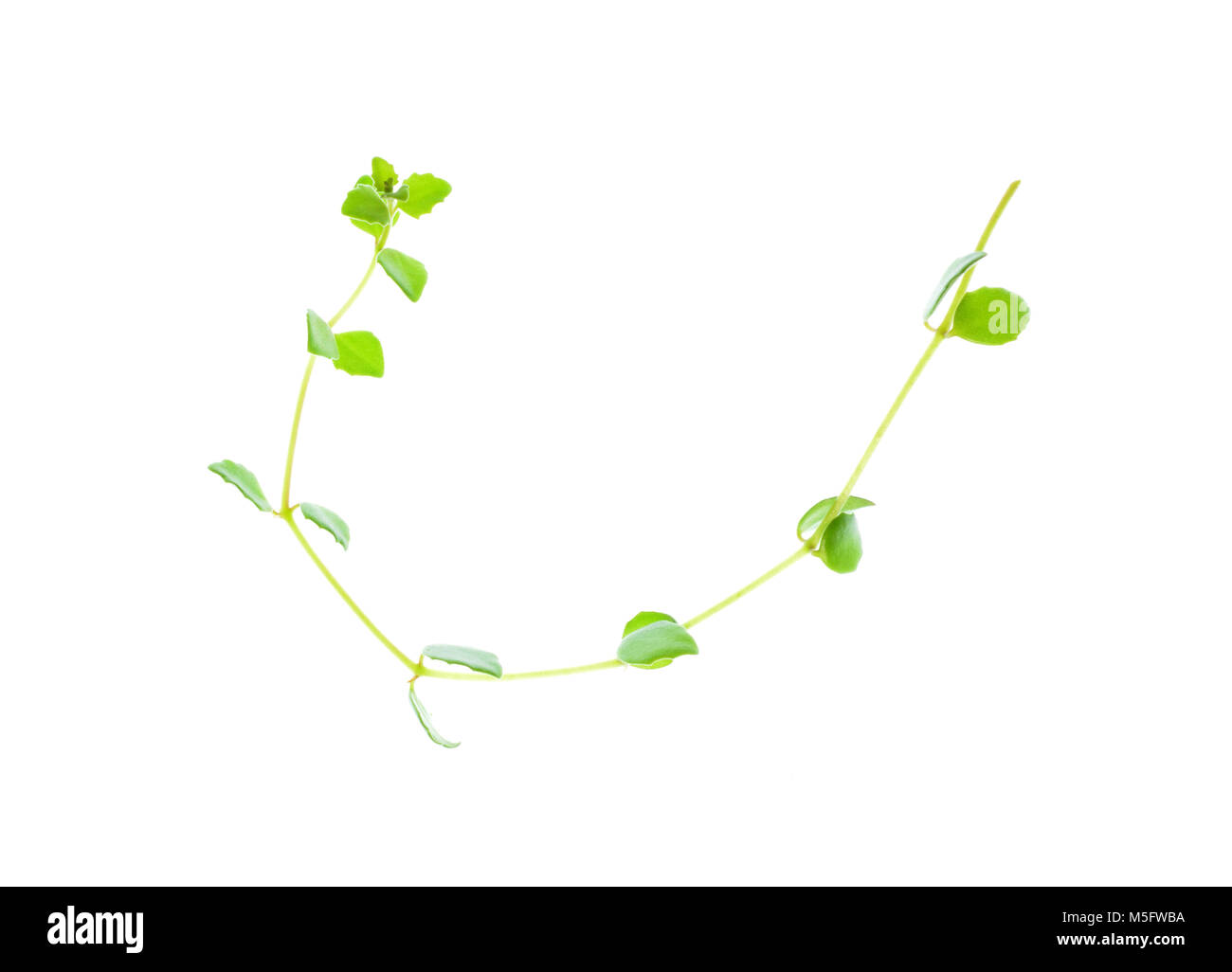 Isolate dave plant leaves with stem, a close up photo image of dave ...