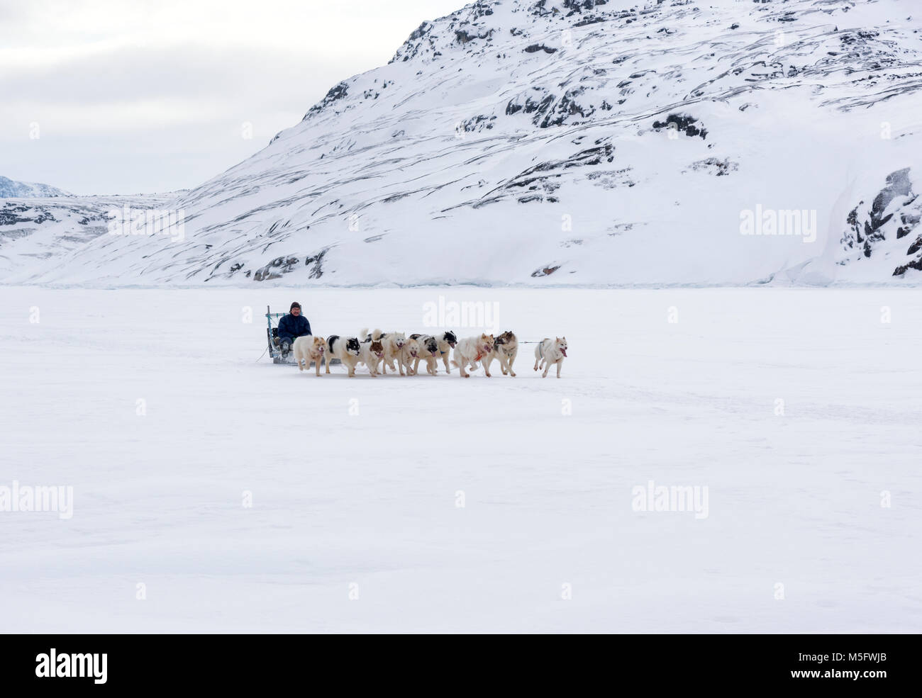 Local hunter Hans exercising his sled dogs in Oqaatsut village Stock ...