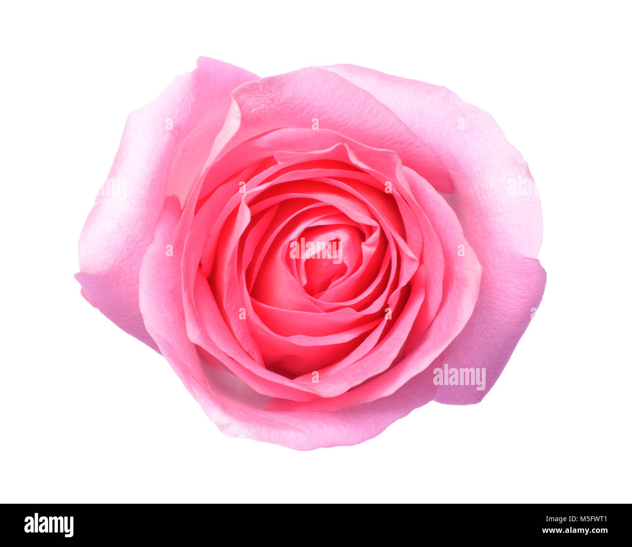 Single Pink Rose