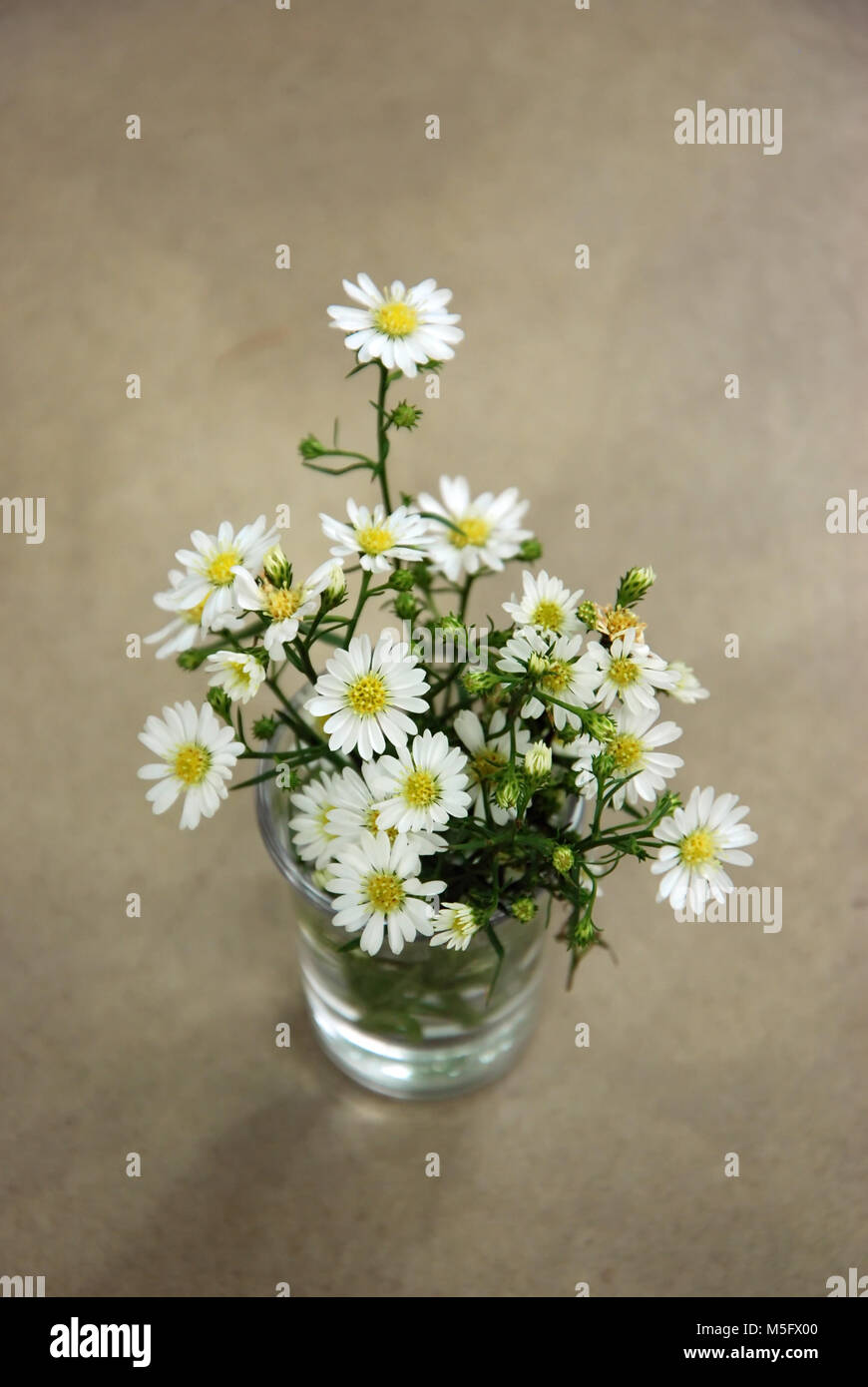 Little daisy hi-res stock photography and images - Alamy