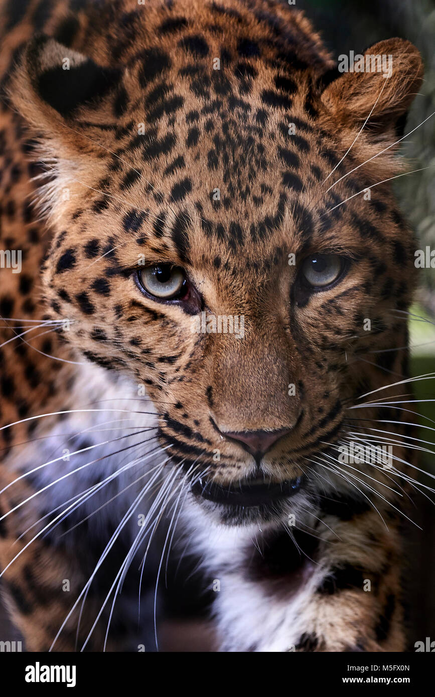 Closeup portrait of the North-Chinese leopard Stock Photo - Alamy