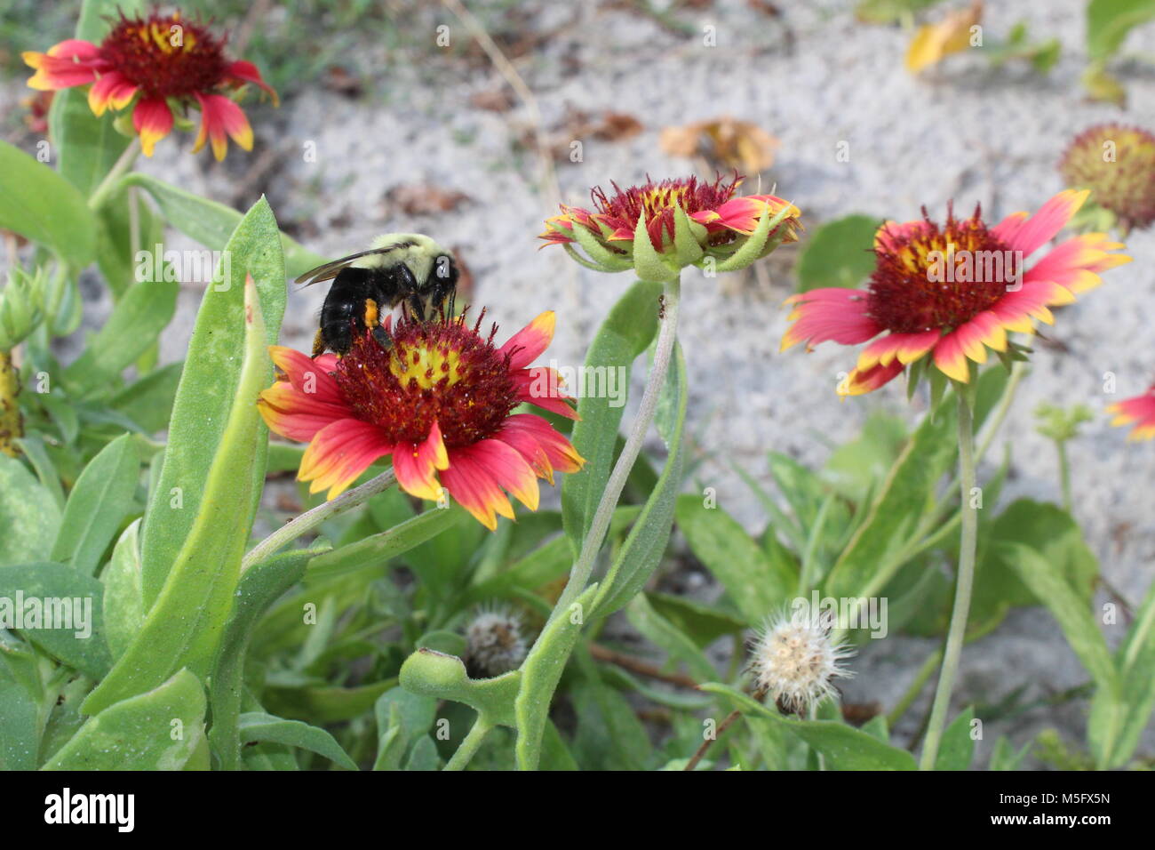 pollinating bee at Myrtle beach state park Stock Photo - Alamy