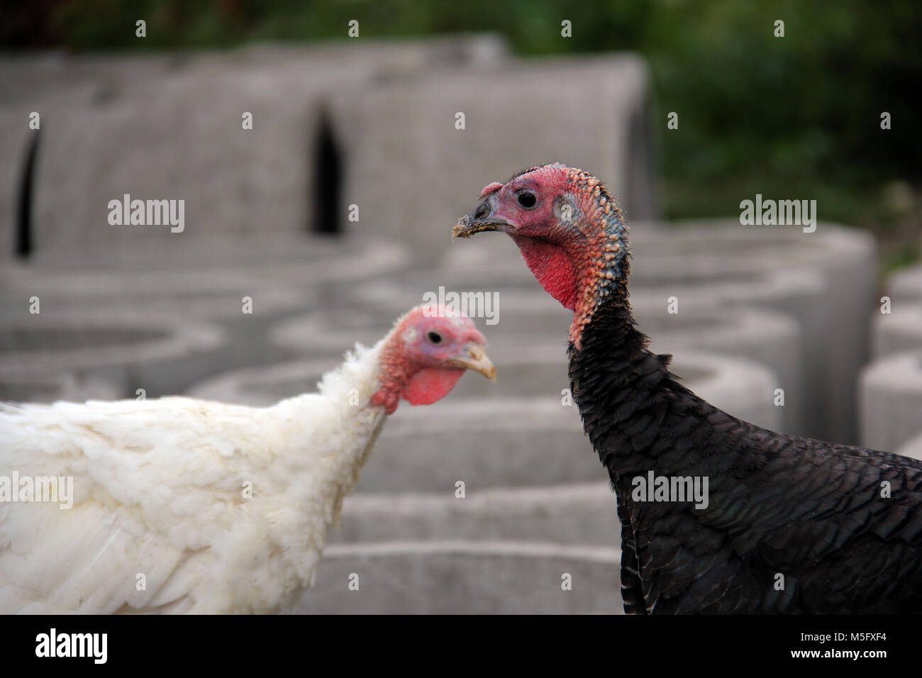 Turkey and indonesia hi-res stock photography and images - Alamy
