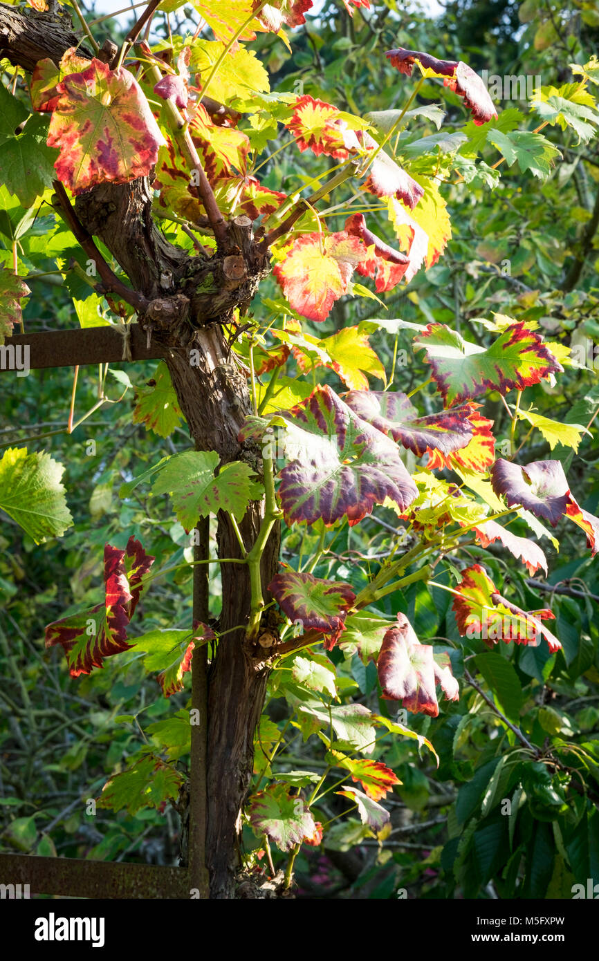 Vitis 'Queen of Esther', Grape Stock Photo - Alamy