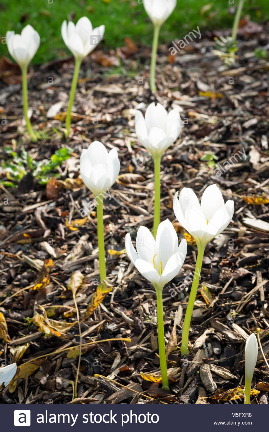 Colchicum Speciosum Stock Photos & Colchicum Speciosum Stock Images - Alamy