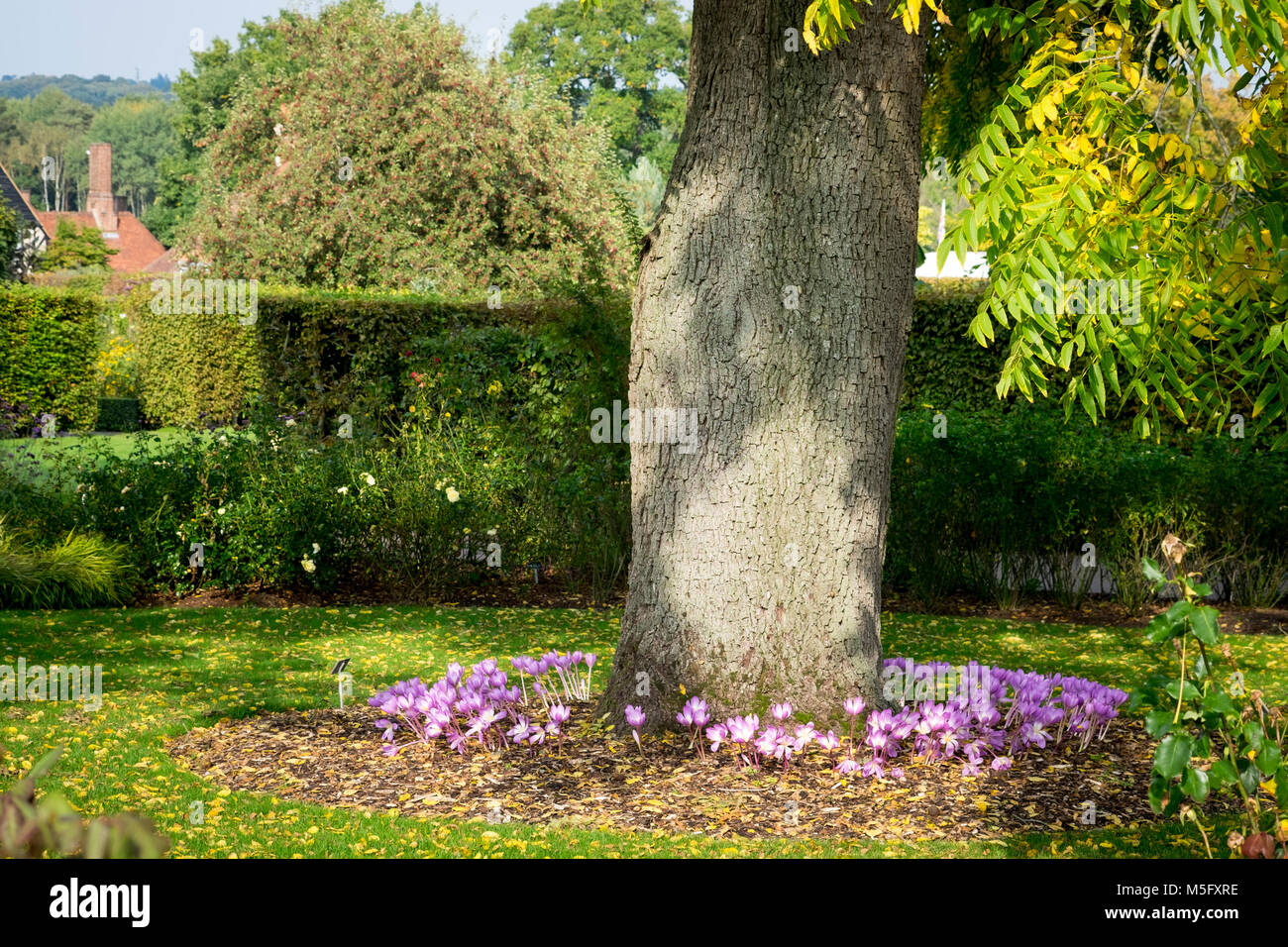 Colchicums at base of tree in autumn Stock Photo - Alamy