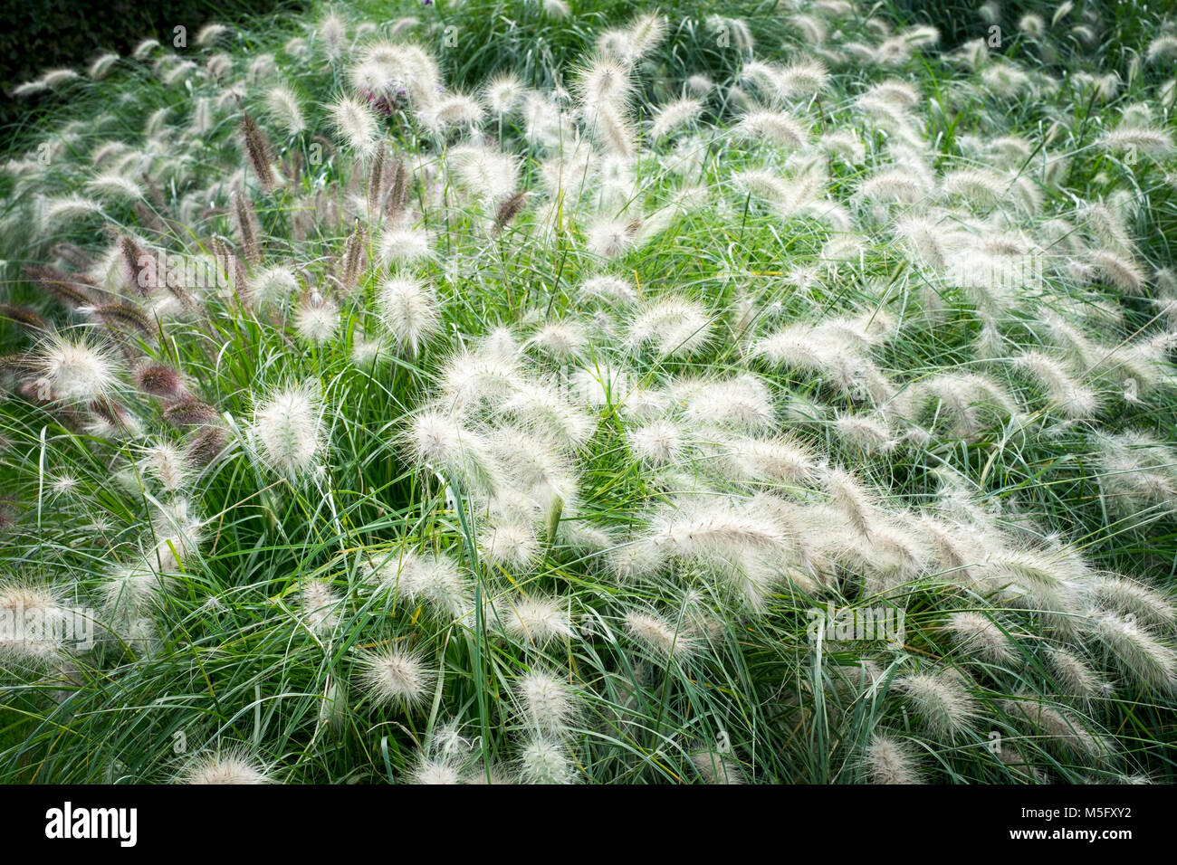 Feather Top Grass