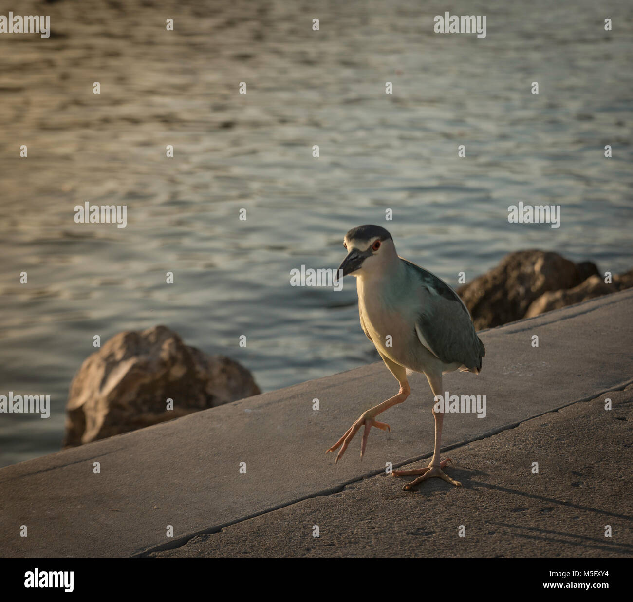 Stepping bird hi-res stock photography and images - Alamy