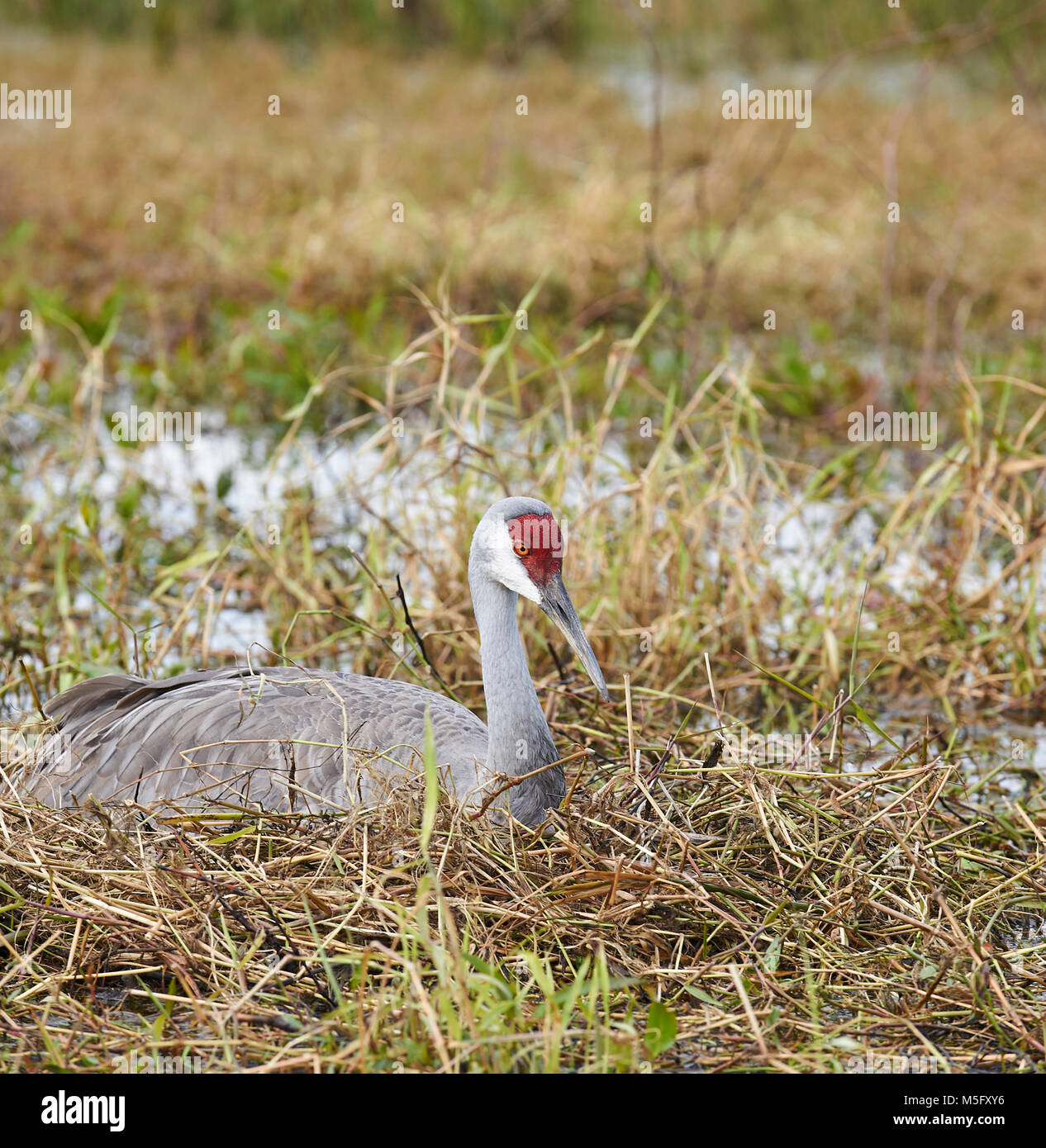 Sandhill Crane(Grus canadensis) nesting in wetlands of Disney World ...