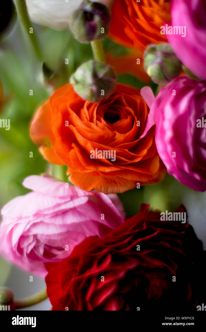 Persian buttercup flowers orange ranunculus hi-res stock photography ...