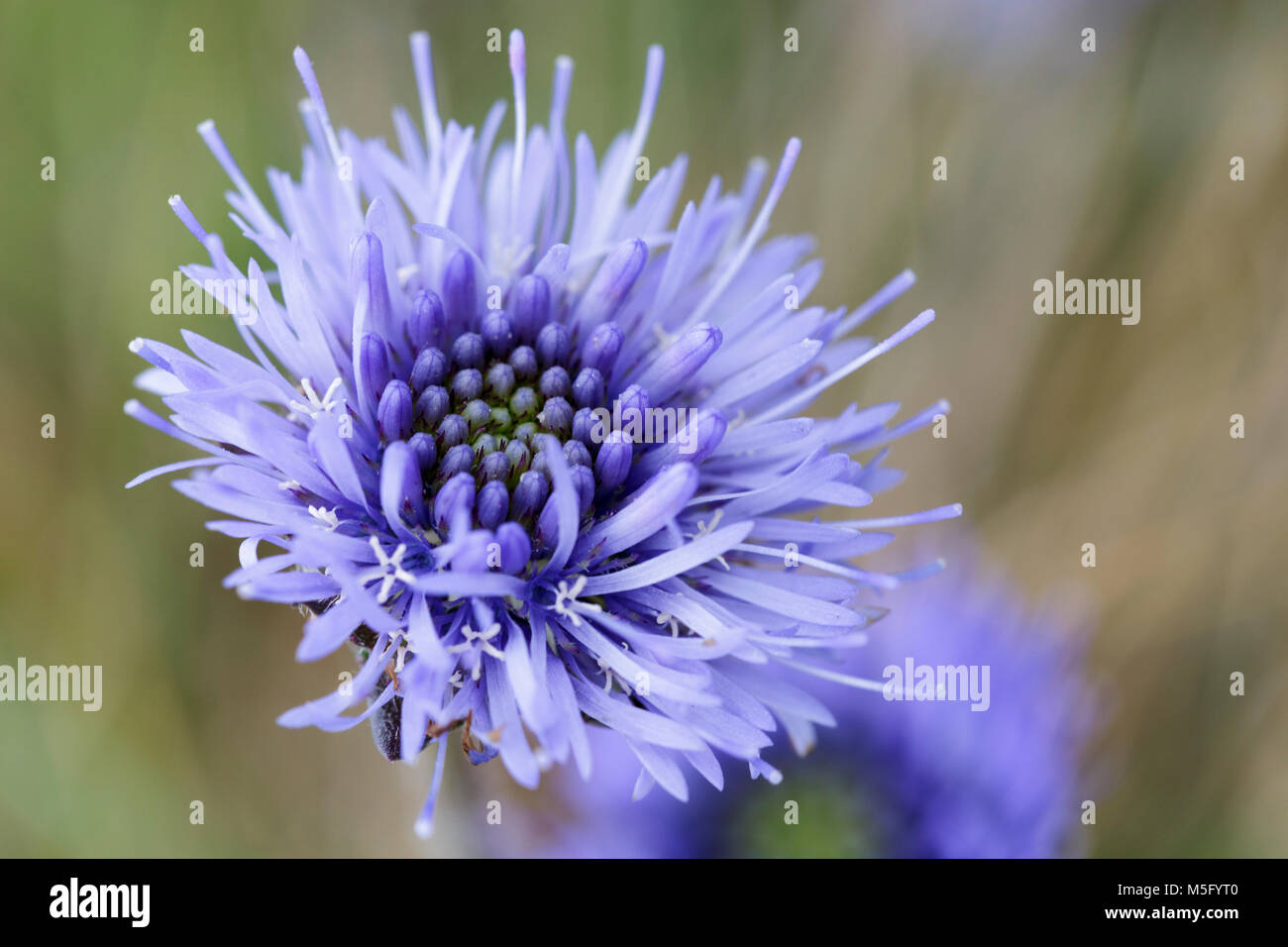 Sheep's bit scabious, Jasione montana Stock Photo - Alamy