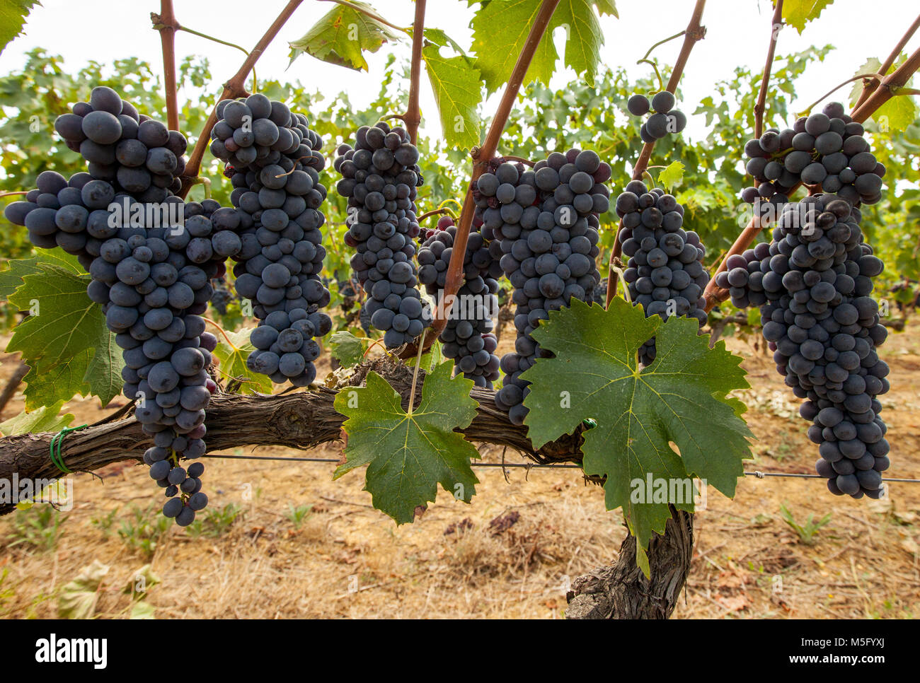 ripe red grape clusters on the vine Stock Photo - Alamy