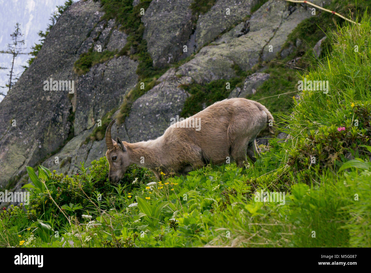 Alpine ibex in a natural environment. The French Alps Stock Photo - Alamy