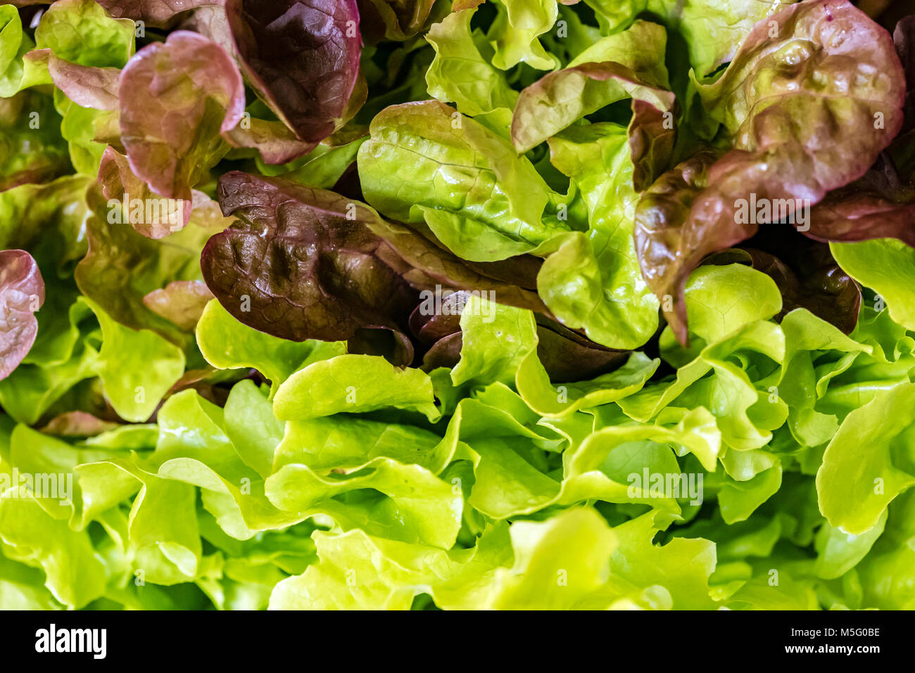 Fresh colorful lettuce closeup, full frame. Healthy green and red salad ...