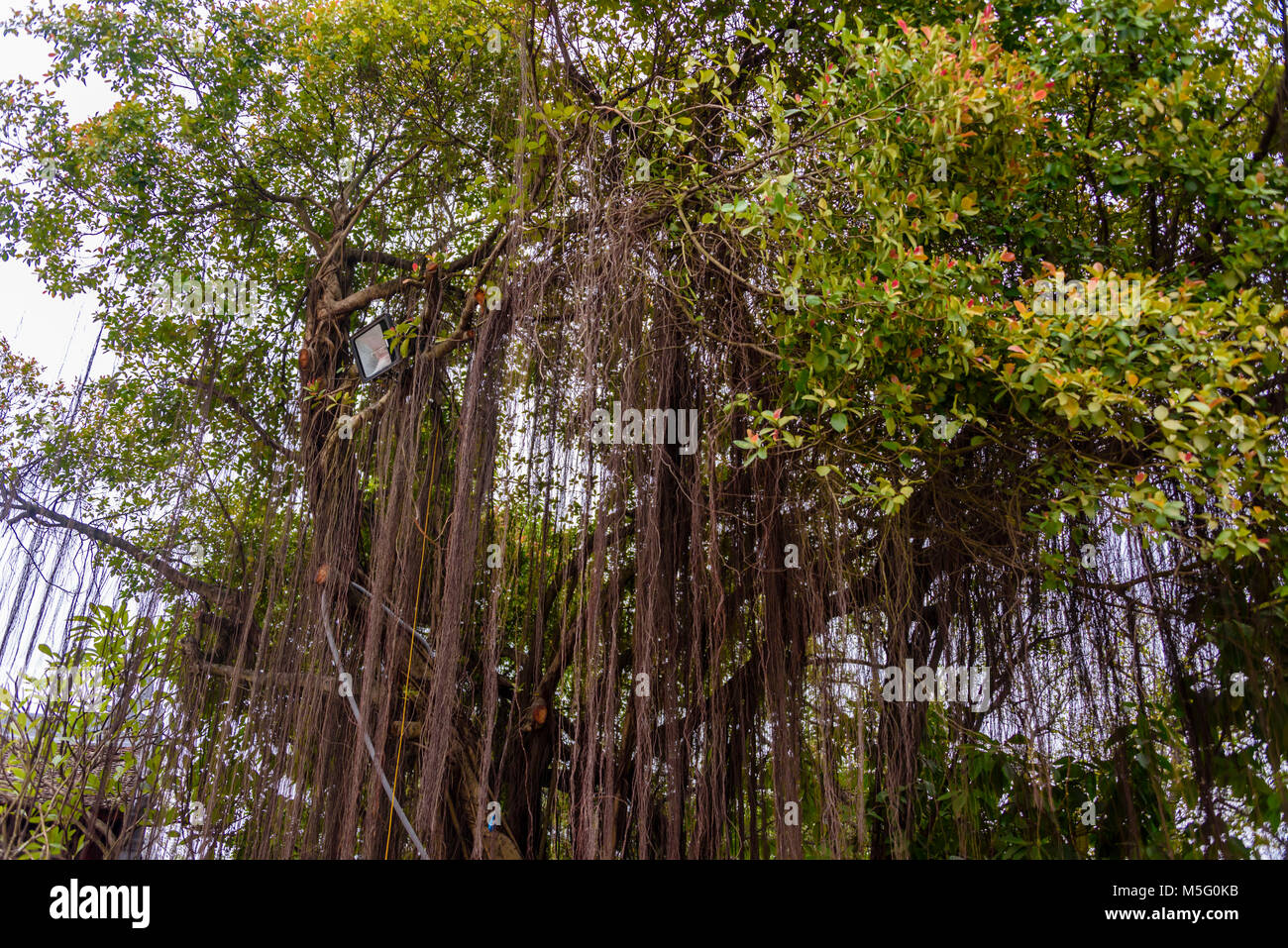 Teak wood trees hi-res stock photography and images - Alamy