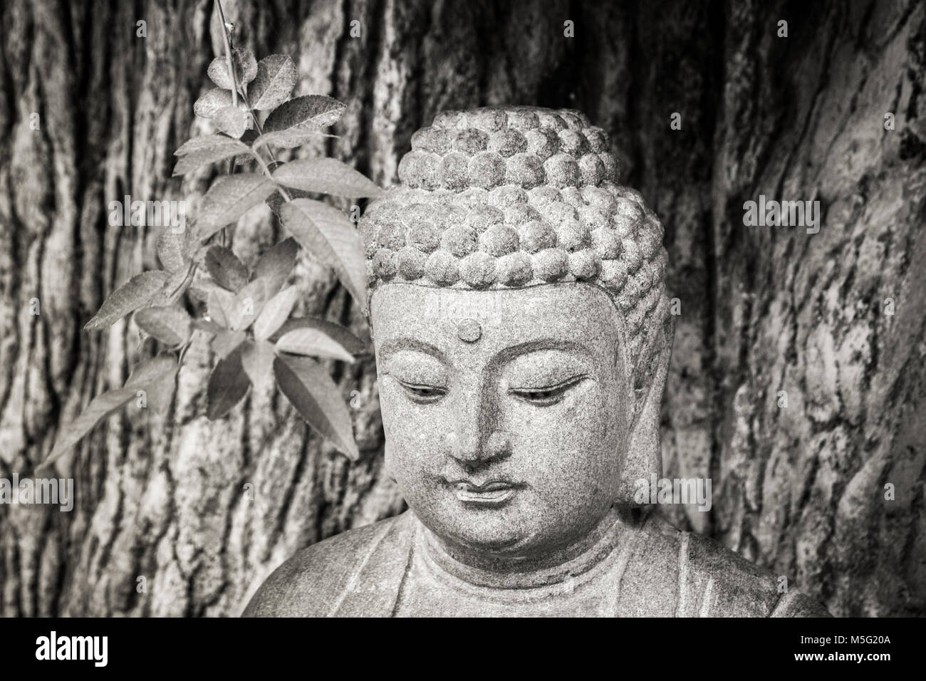 Tree behind buddha statue hi-res stock photography and images - Alamy