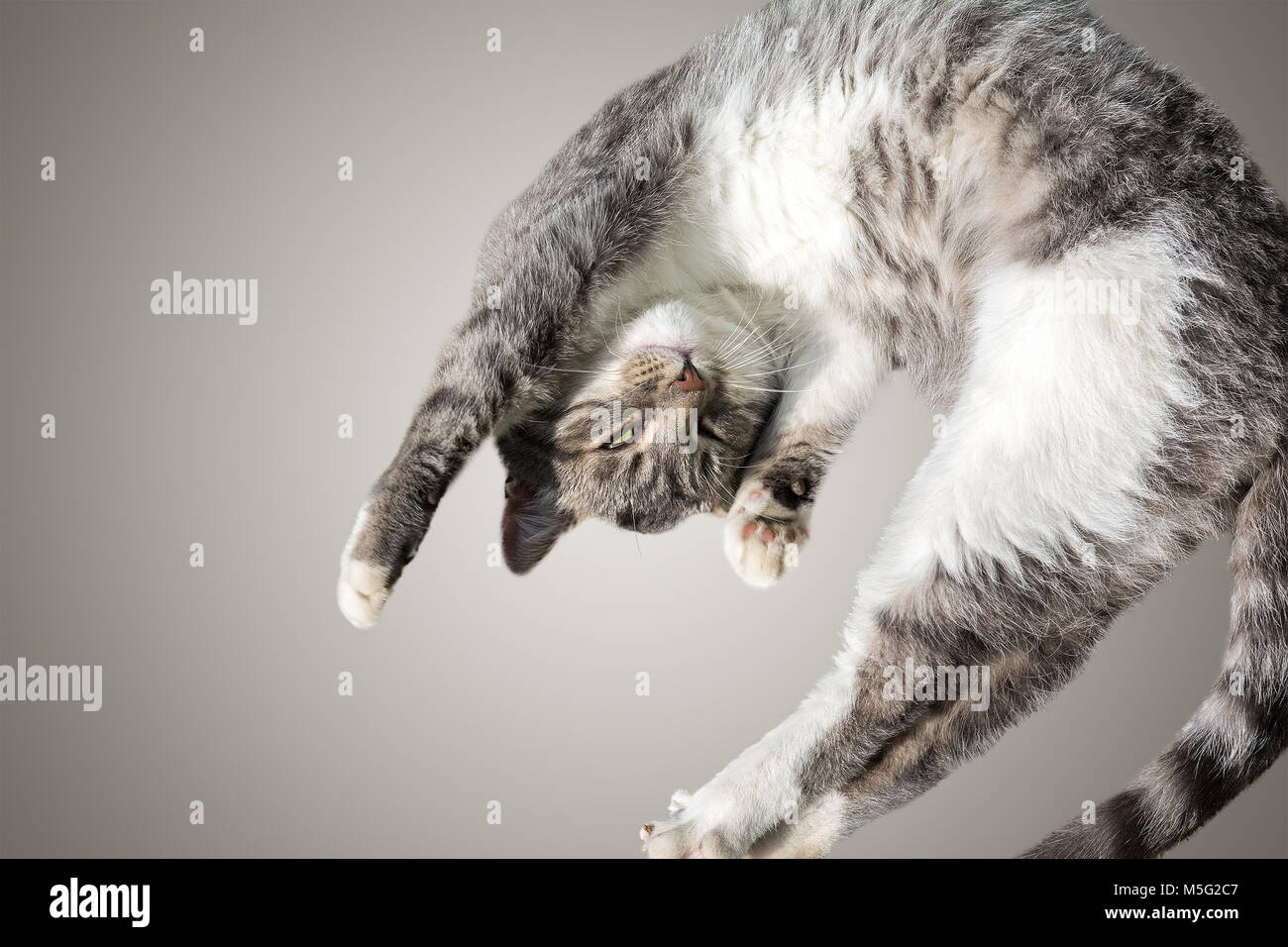 Flying or jumping funny tabby kitten cat isolated on white and gray ...