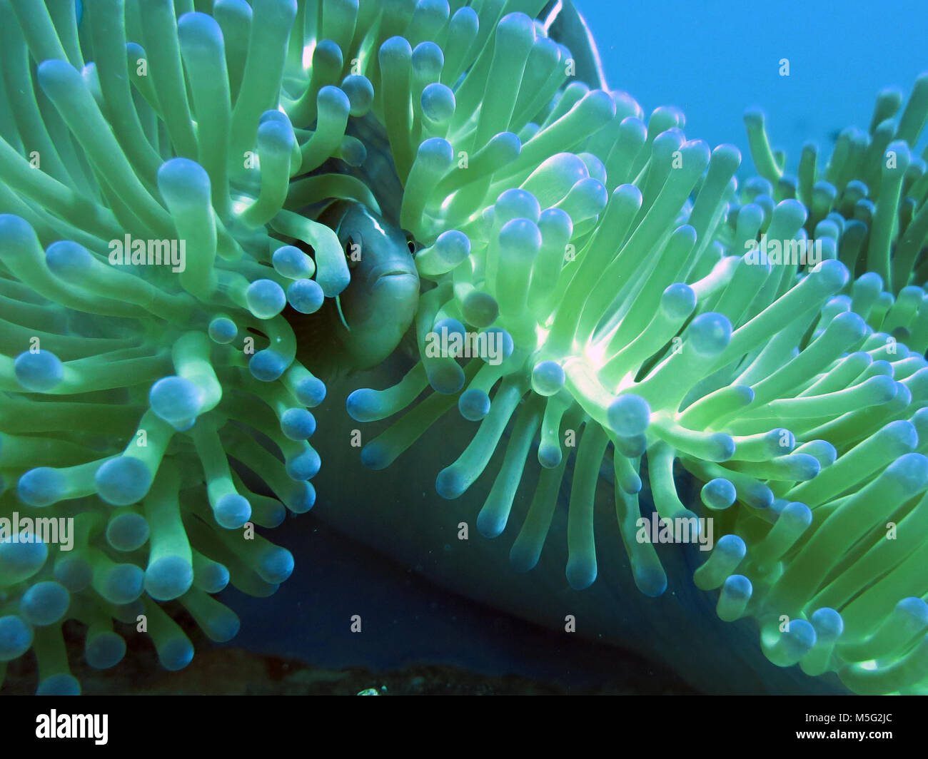 Anemo fish hi-res stock photography and images - Alamy