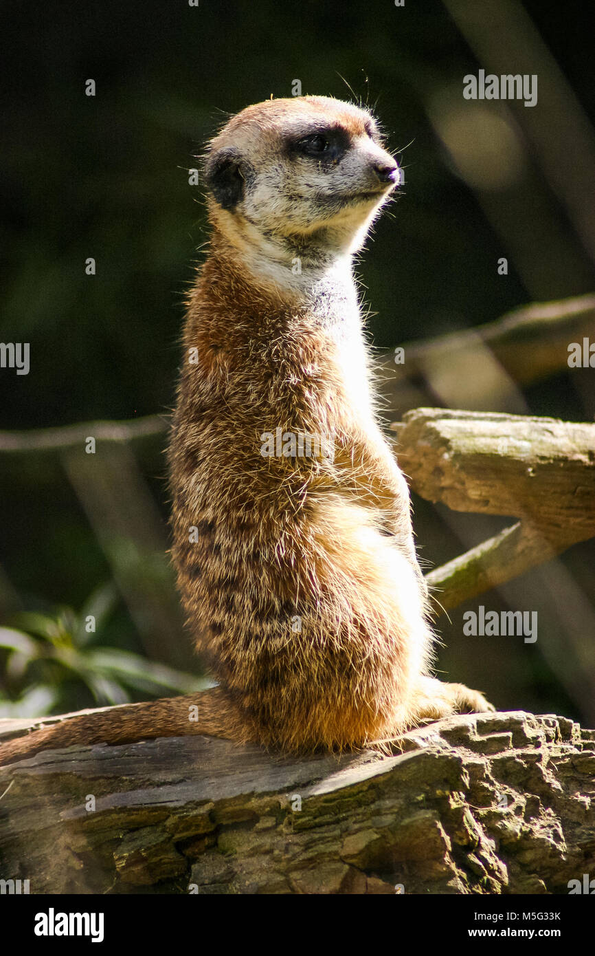 Adult, white muzzled meerkat perches upright on back legs on weathered ...