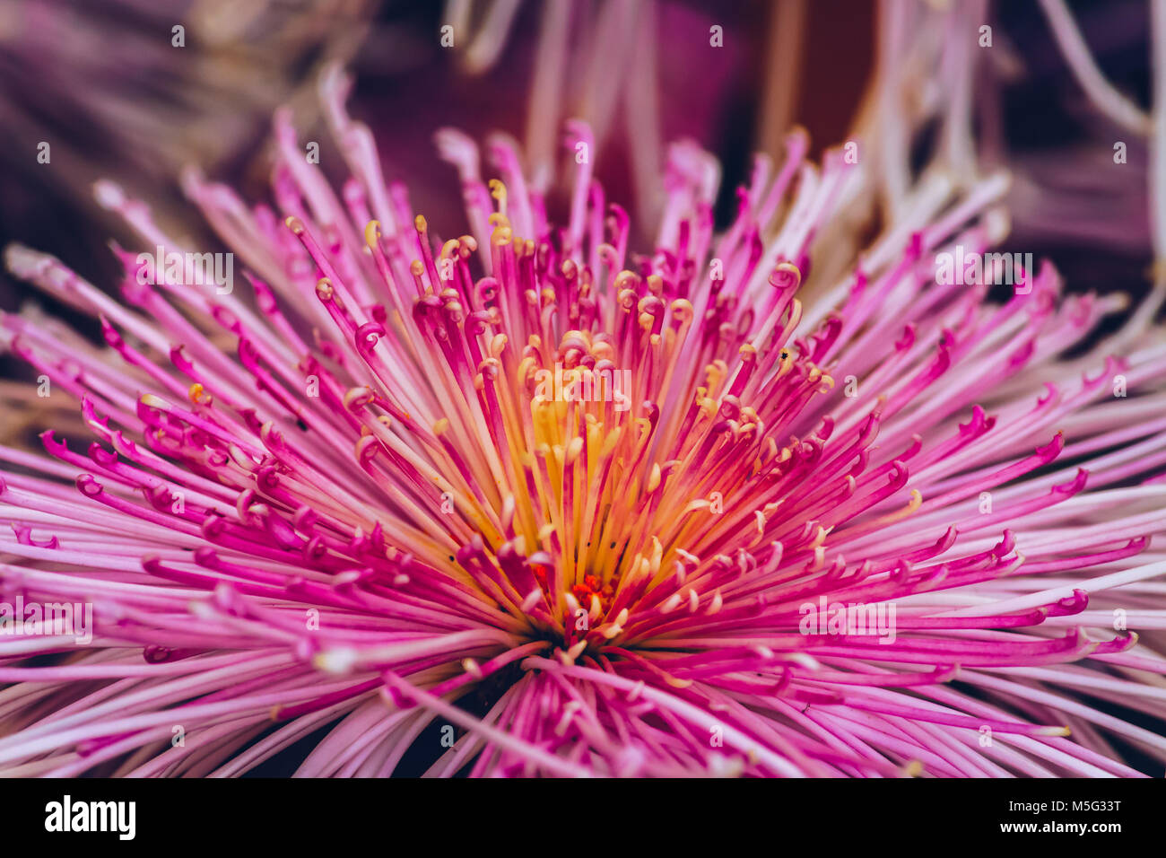 Nature obsession flowers hi-res stock photography and images - Alamy