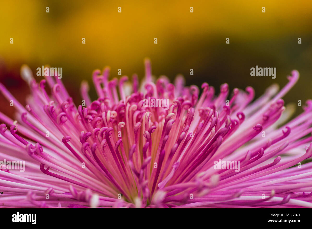 Macroflower hi-res stock photography and images - Alamy