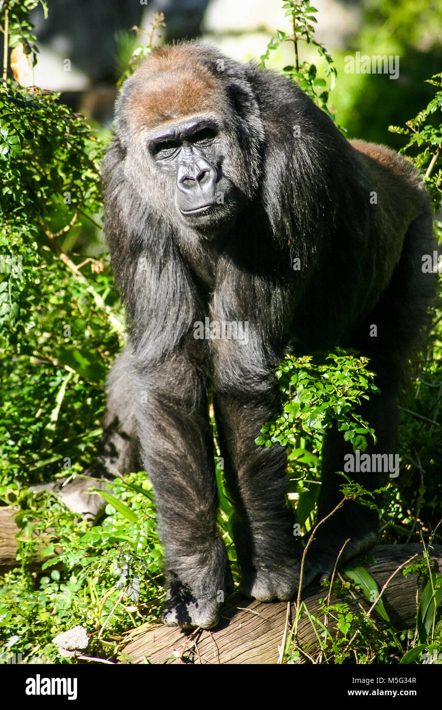 Gorilla staring camera hi-res stock photography and images - Alamy