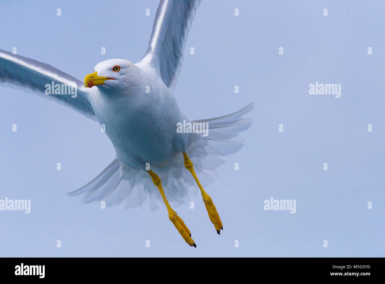 Yellow legged Gull (Larus Michahellis) flying around a ship, looking ...