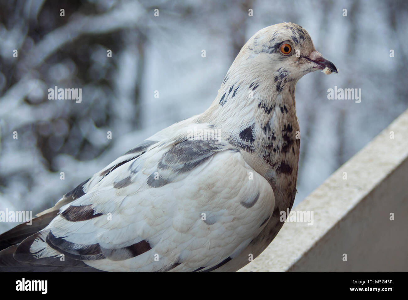 Portrait of a dove hi-res stock photography and images - Alamy