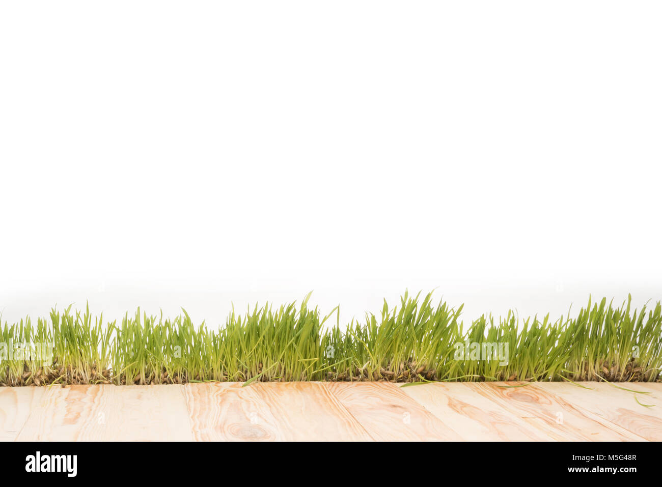 Sward plants hi-res stock photography and images - Alamy