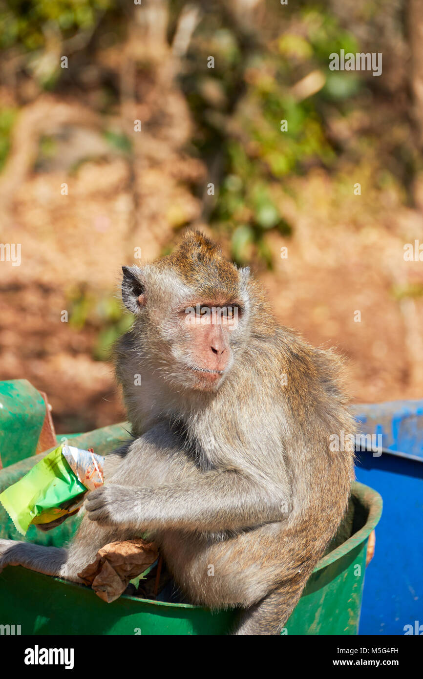 Monkey, Monkeys at Bali Stock Photo - Alamy