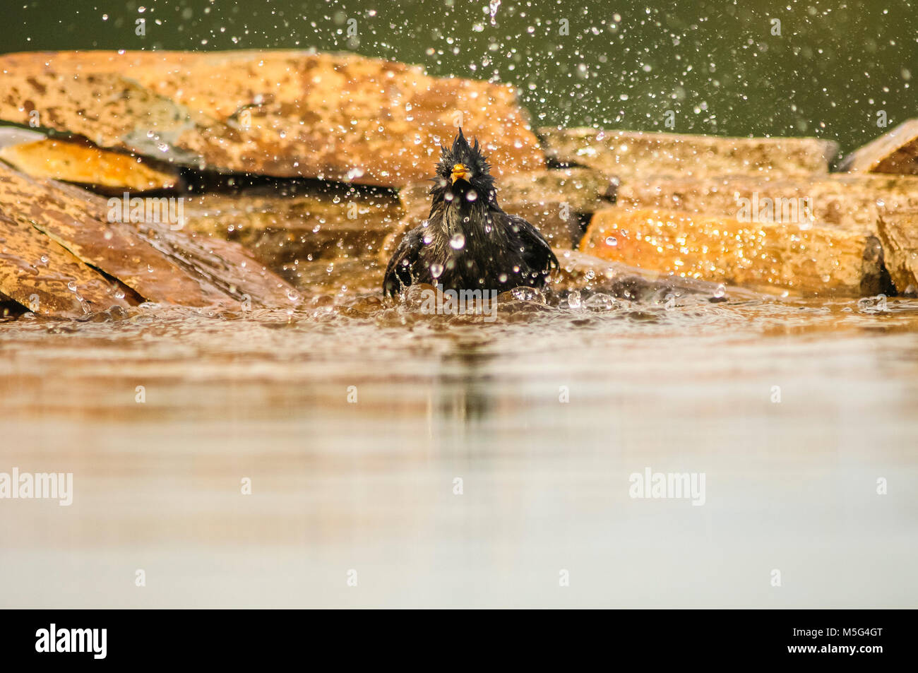 Bathing birds hi-res stock photography and images - Alamy