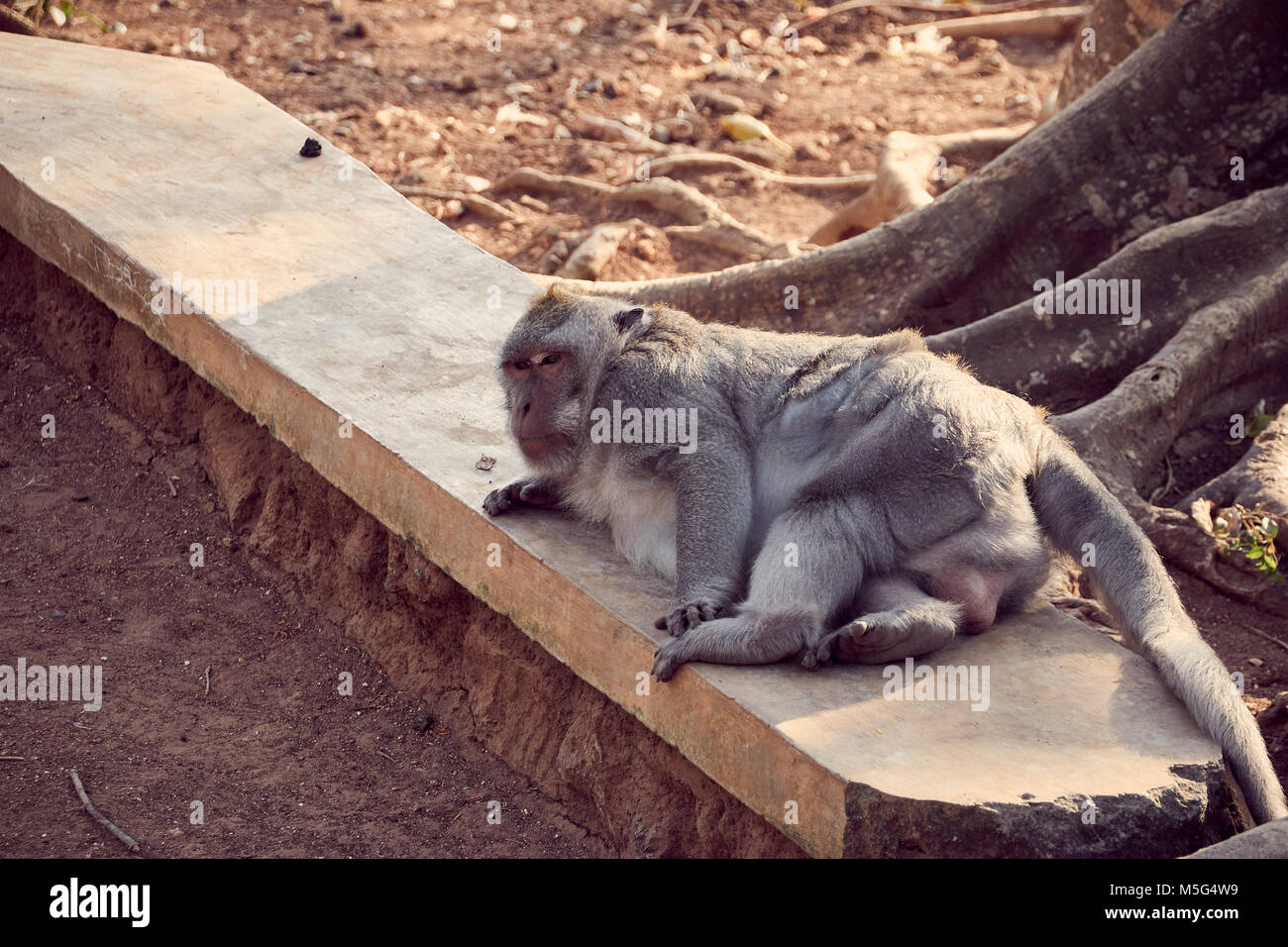 Monkeys at bali hi-res stock photography and images - Alamy