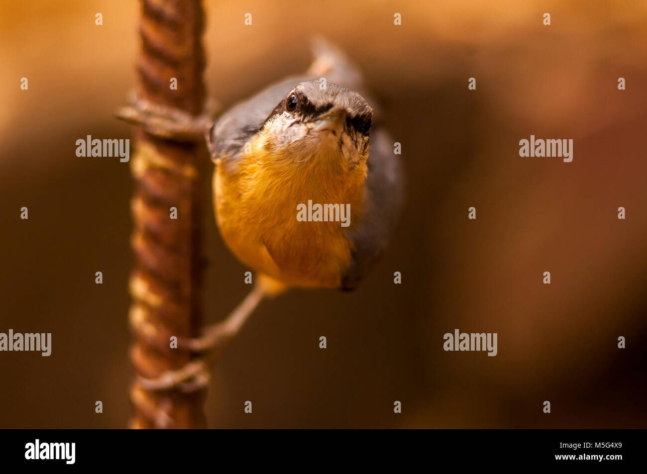 Acrobatic bird hi-res stock photography and images - Alamy