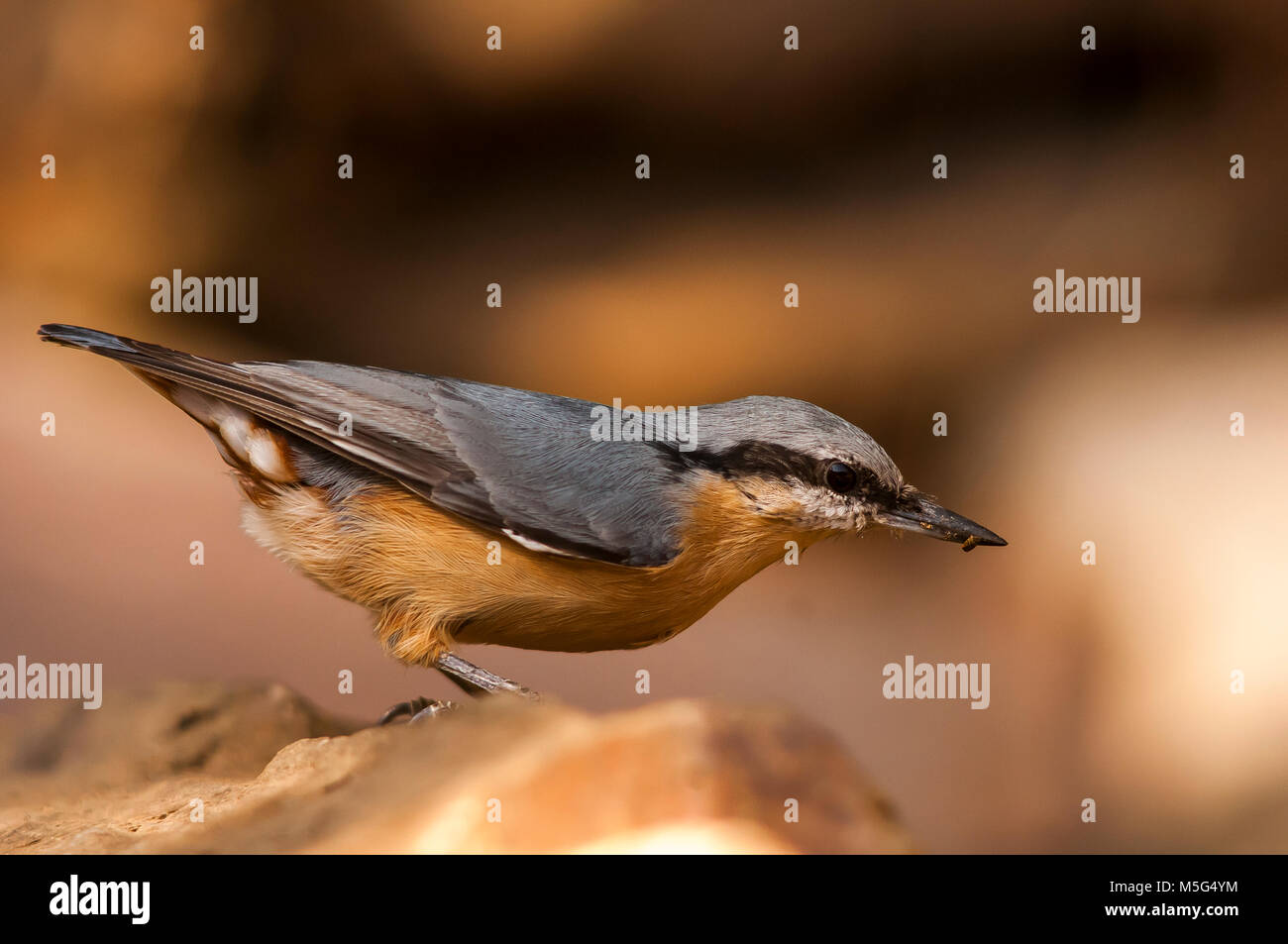Acrobatic bird hi-res stock photography and images - Alamy