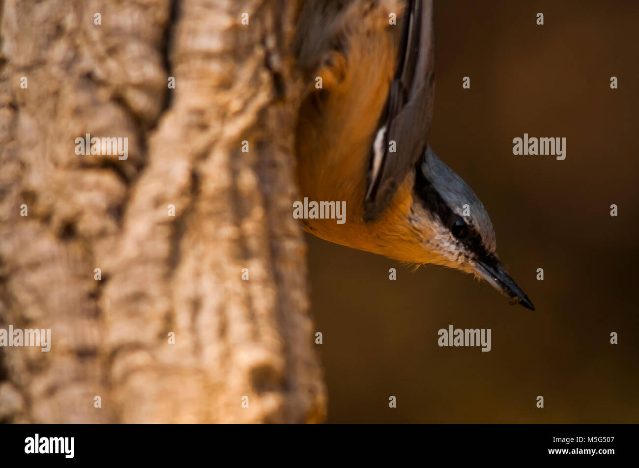 Acrobatic animal hi-res stock photography and images - Alamy