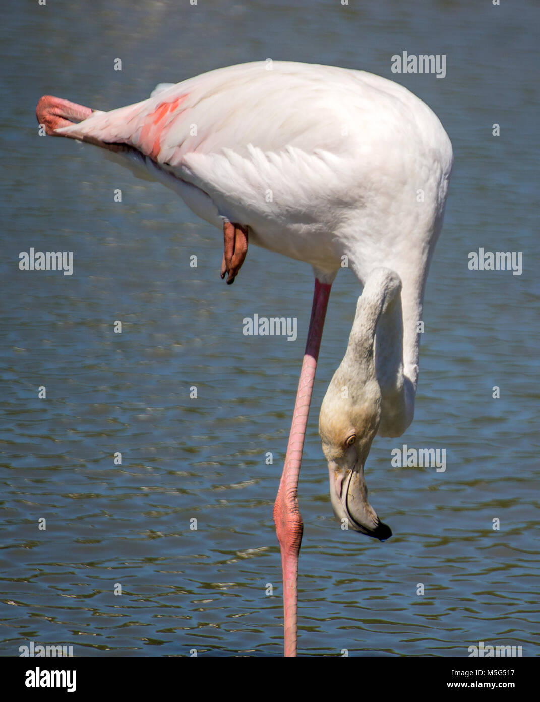 Flamingo Awesome flamingo outdoor shot. Flamingo is typical species for ...
