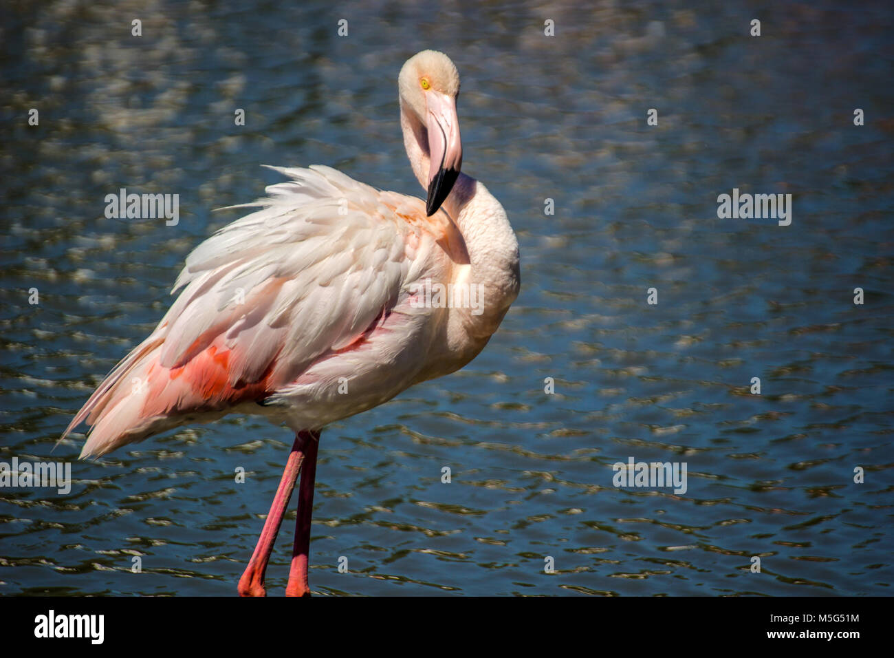 Flamingo head shot hi-res stock photography and images - Alamy