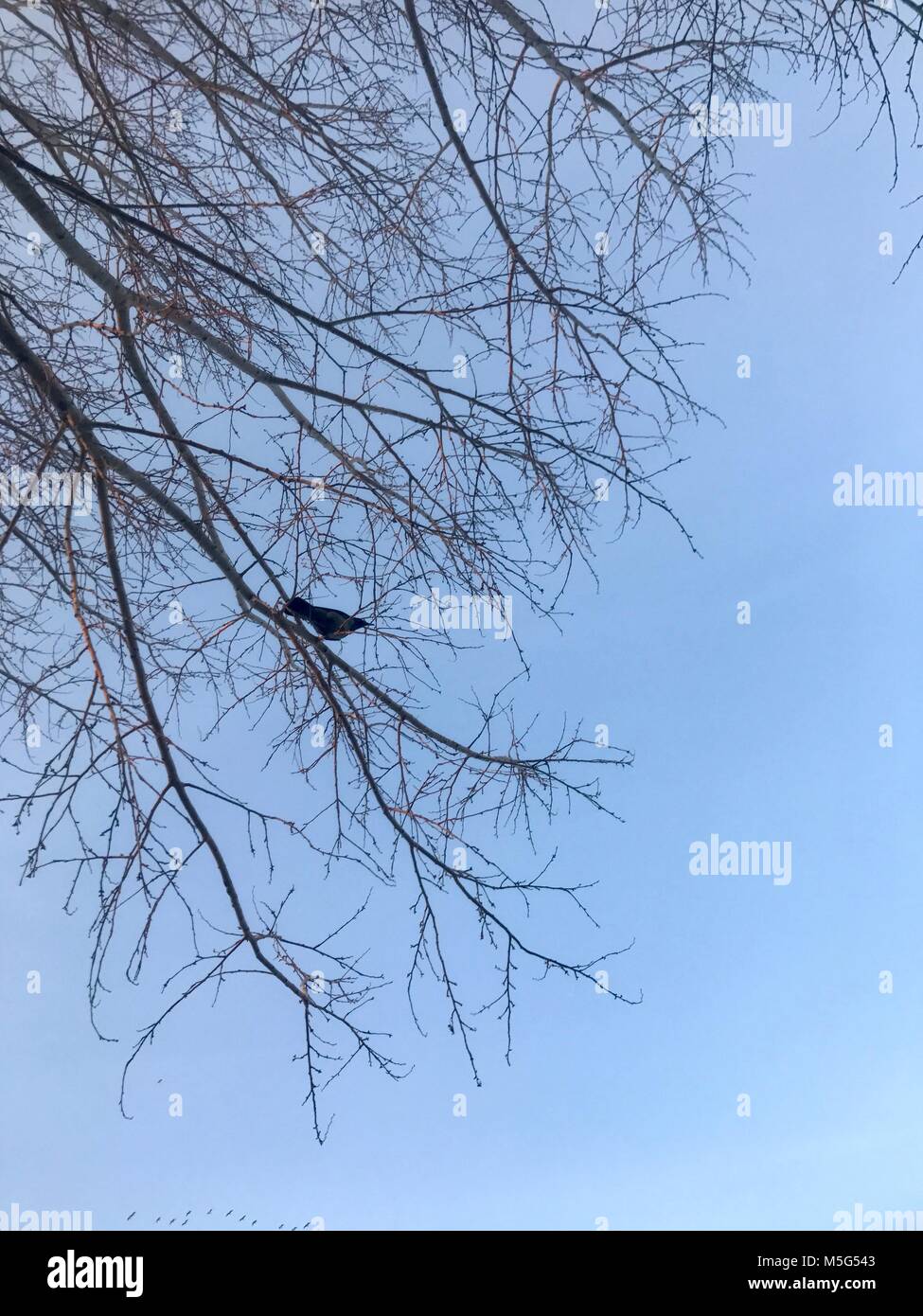Crow branches and moon Stock Photo - Alamy