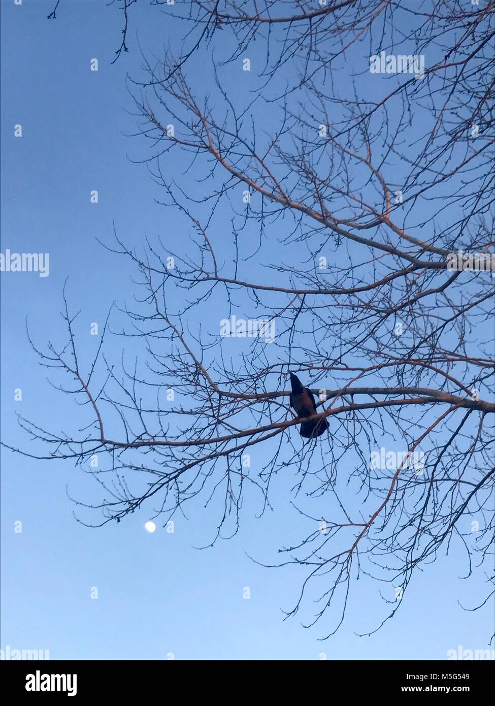 Crow branches and moon Stock Photo - Alamy