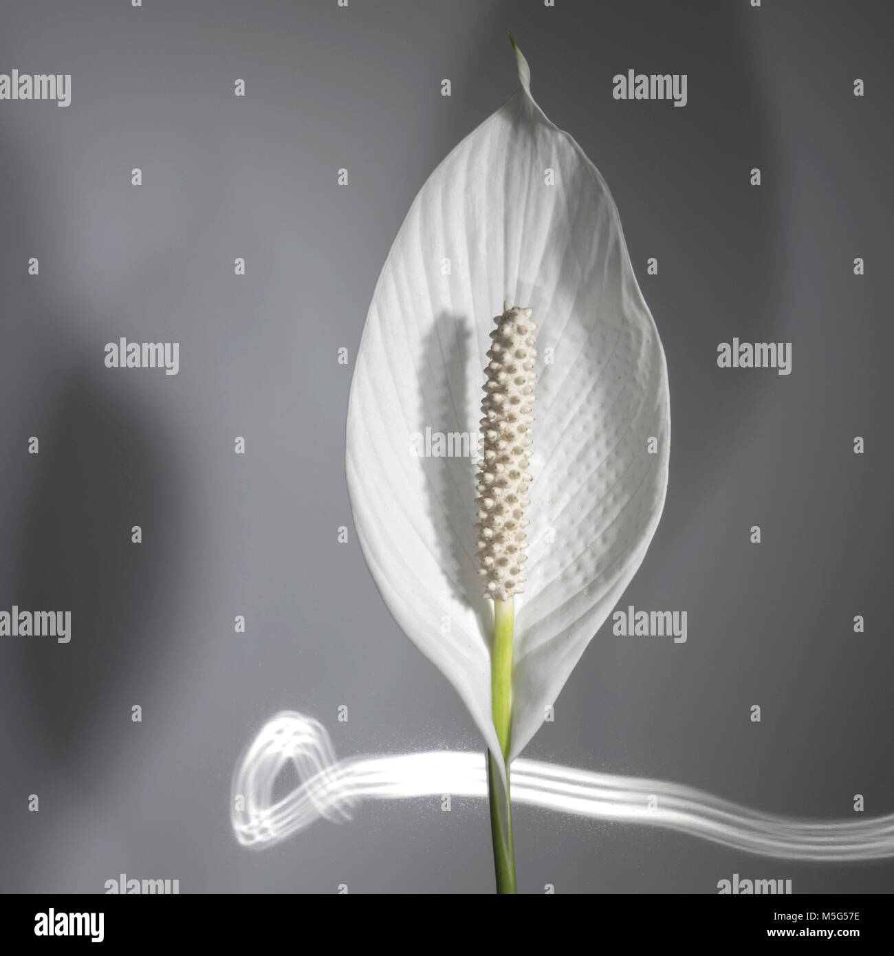 Artistic flower, anthurium Stock Photo - Alamy