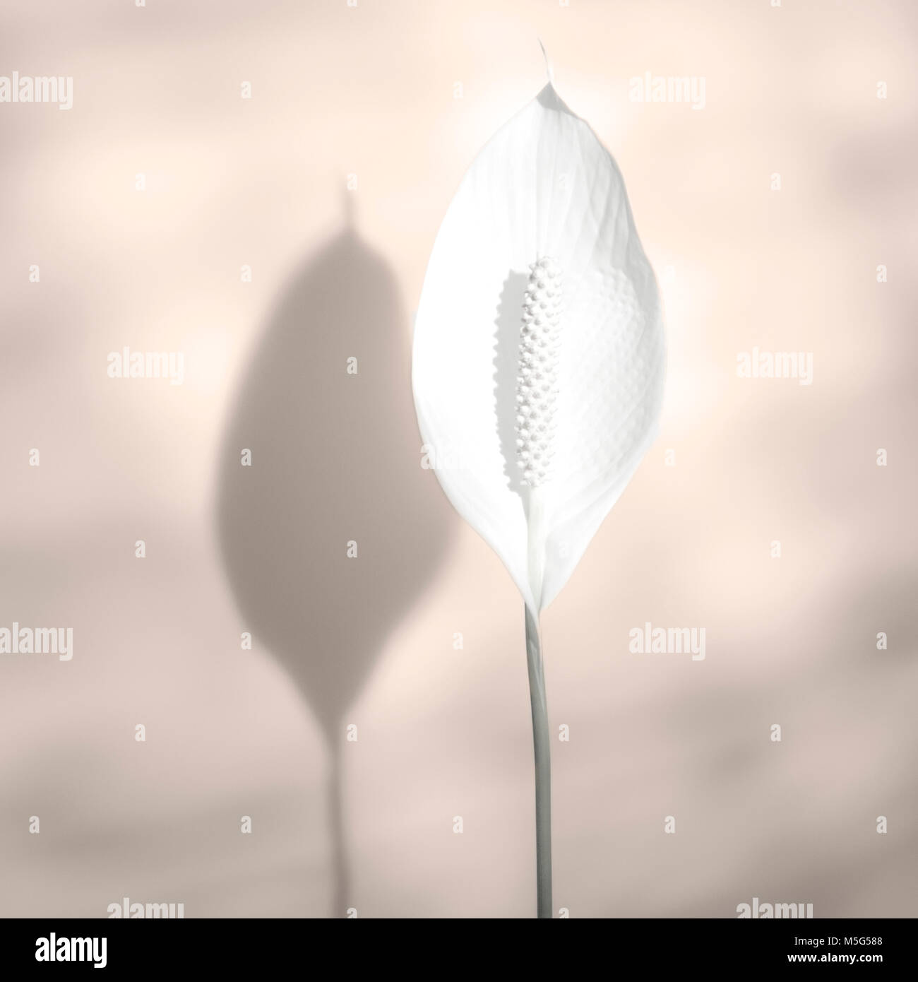 Artistic flower, anthurium Stock Photo - Alamy